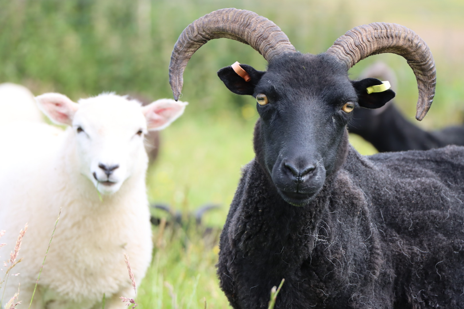 Hebridean Sheep - meet the team growing our wool! - The Angry Triangle